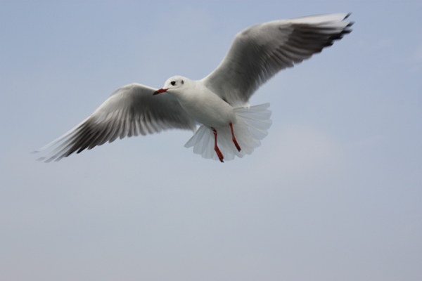 広島: マッキーの癒しのお部屋
